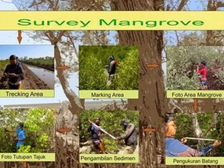 Metode Survei Pemetaan Mangrove - Mangrove Map